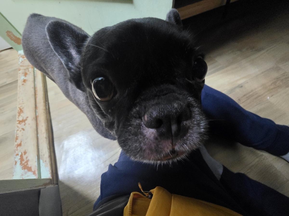 Dog Friendly Korea: A 2026 Sophisticated Guide to Seoul’s Pet Culture